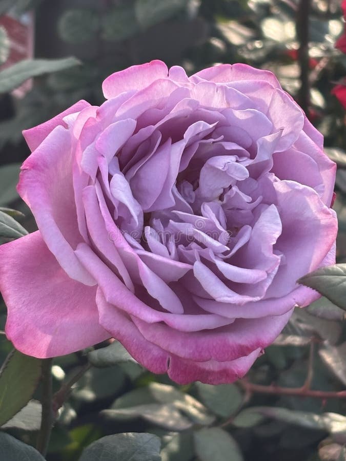 Single Isolated Precious Pink Rose Stock Image - Image of pink, plant ...