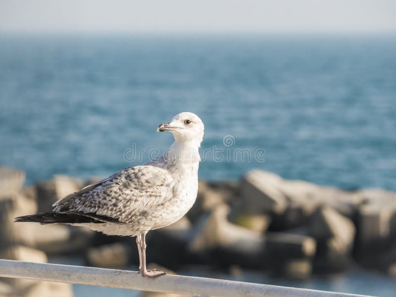 Isolated Seagull in Venice, Italy Stock Photo - Image of historical ...