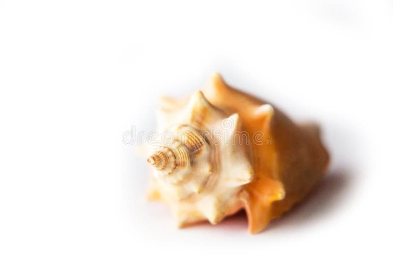 Seashell helix isolated stock image. Image of isolated - 20256257