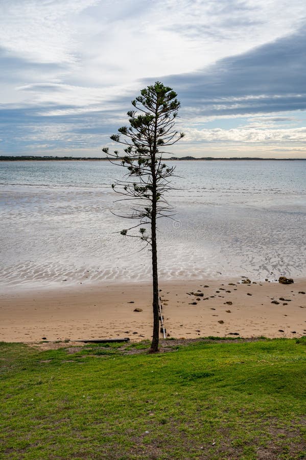 Single Isolated Tree on Coastline, Torquay, Australia Stock Photo ...