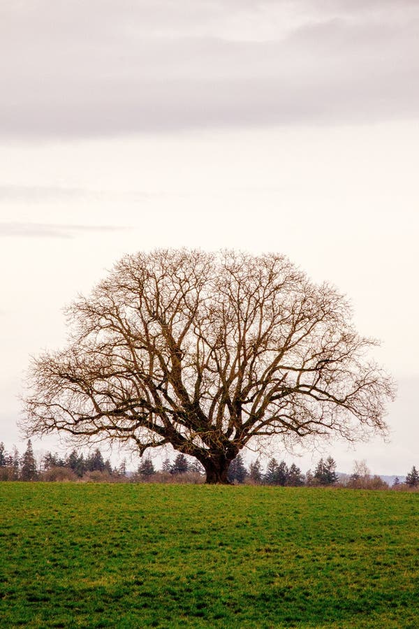 Single Isolated Tree in a Large Green Field with White Beautiful Sky ...