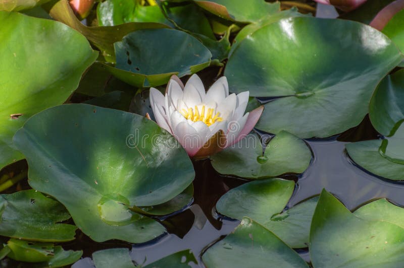 A Single Isolated White Waterlily and Green Lily Pads Stock Photo ...