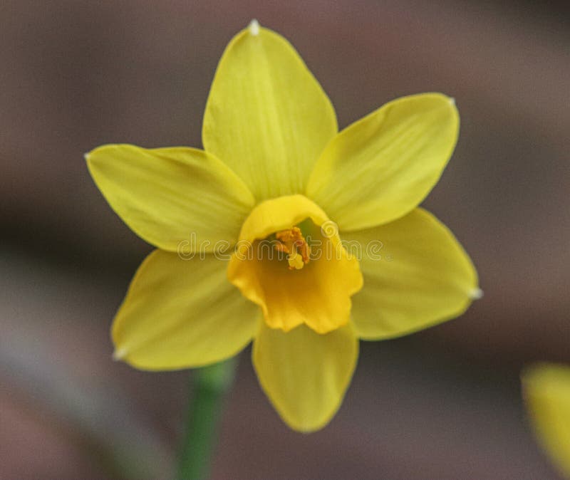 A Single Isolated Yellow Daffodil Blooming Stock Photo - Image of ...