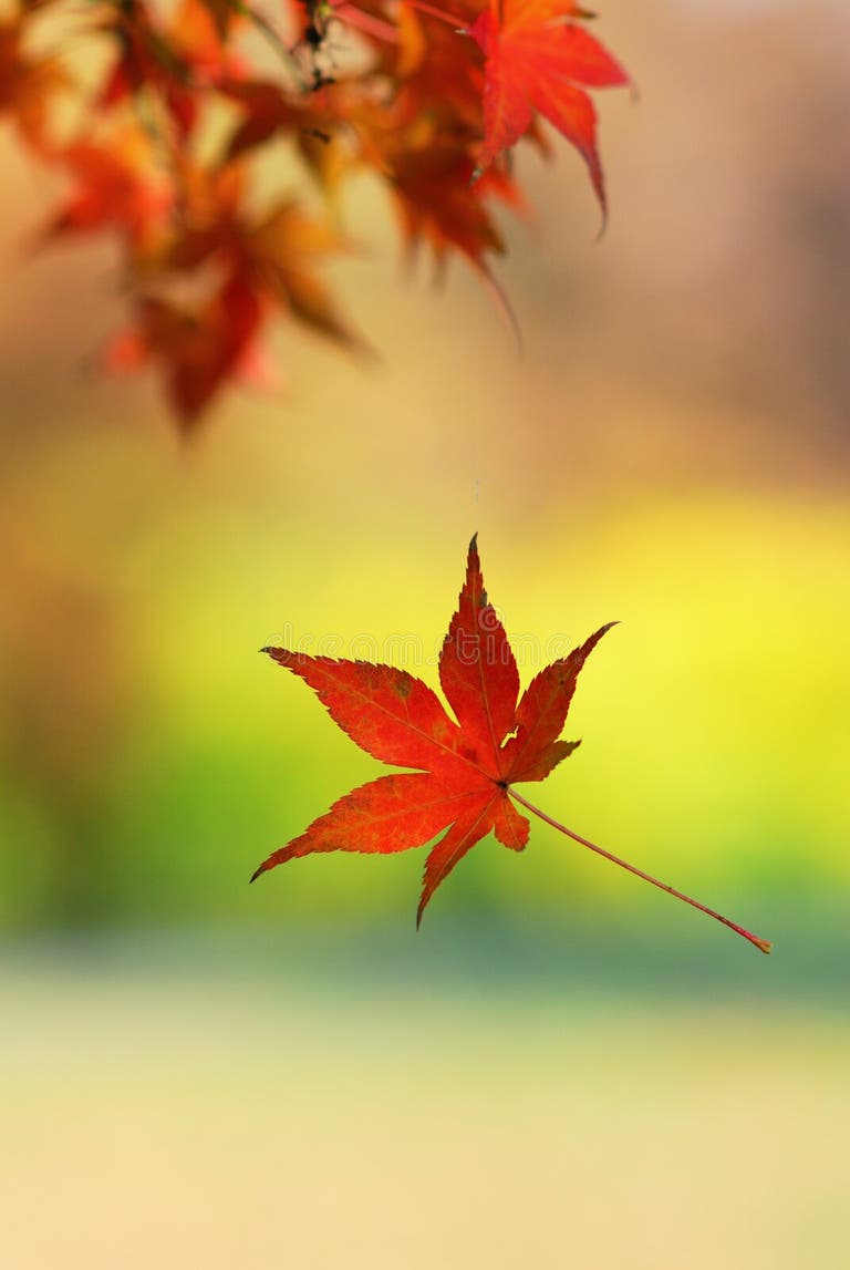 98,106 Falling Leaf Stock Photos - Free & Royalty-Free Stock Photos ...