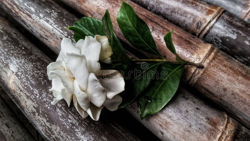A Single Jasmine Flower on Bamboo Seems Natural and Very Beautiful ...