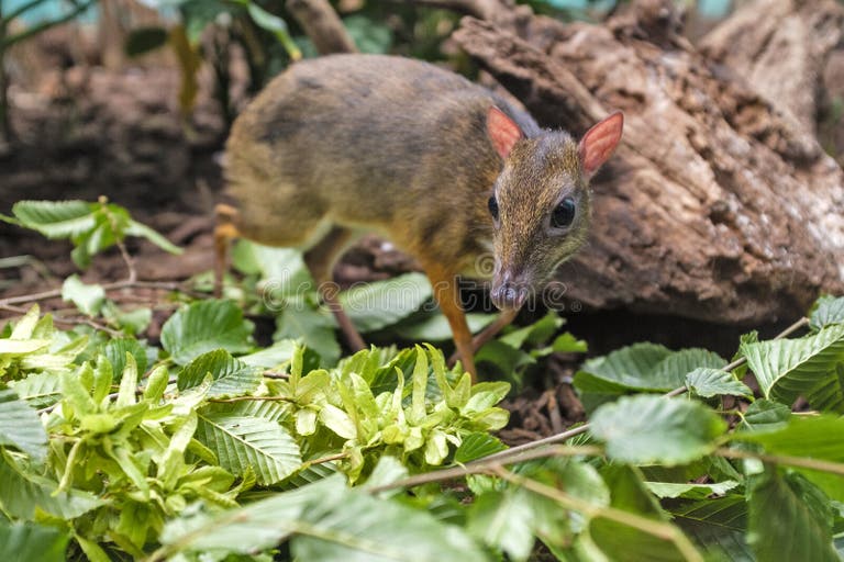 Single Java Mouse-deer in a Zoological Garden Terrarium Stock Photo ...