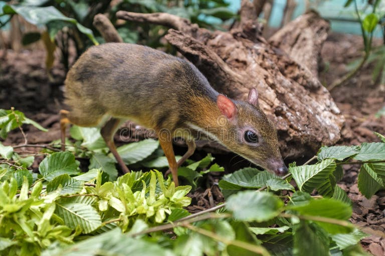 Single Java Mouse-deer in a Zoological Garden Terrarium Stock Photo ...