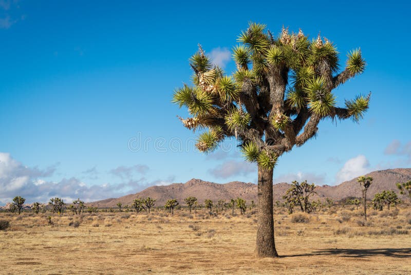 Single Joshua Tree at Joshua Tree National Park Stock Image - Image of ...