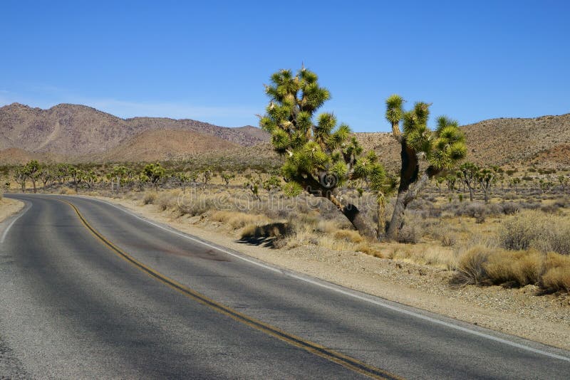 A Single Joshua Tree on the Roadside at Joshua Tree National Park, USA ...