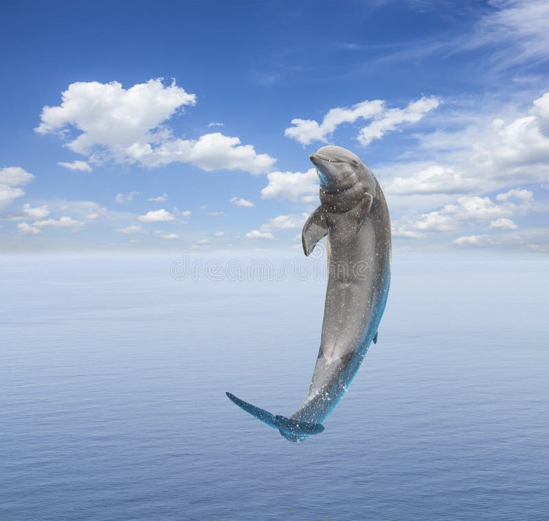 Single jumping dolphin stock photo. Image of splash - 102037088