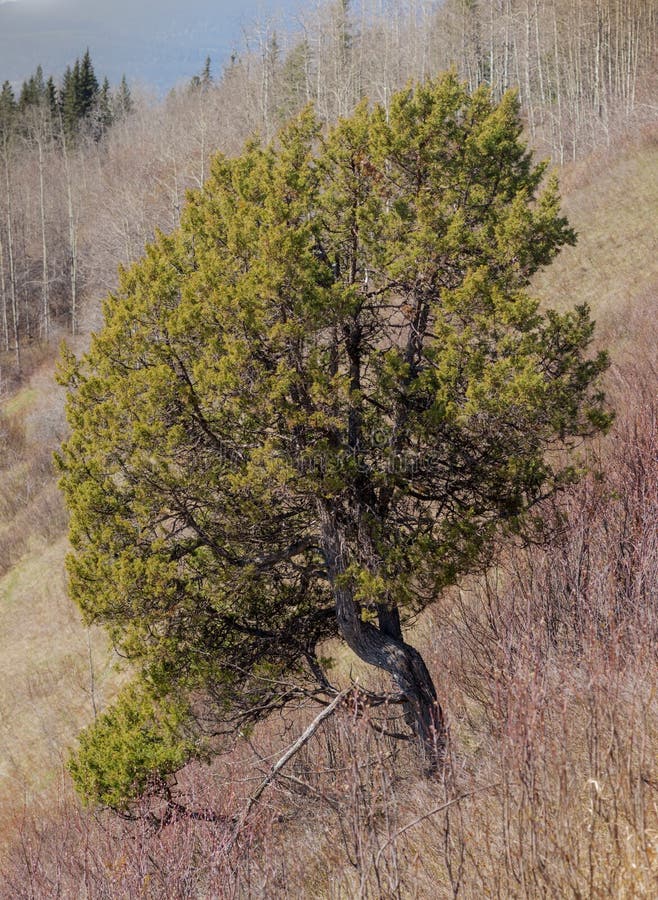 Single Juniper Tree stock photo. Image of south, indicator - 181863168