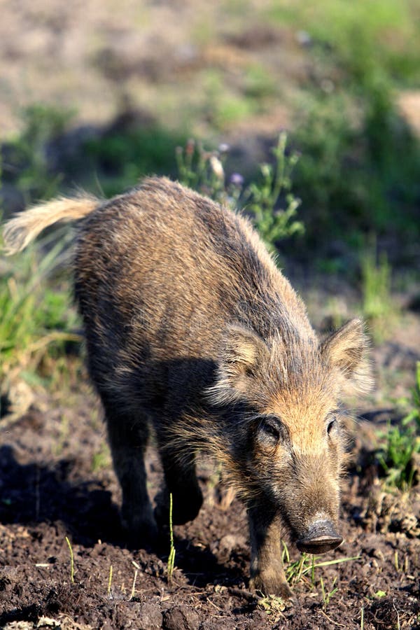 Single Juvenile Wild Boar in a Forest during Summer Period Stock Image ...