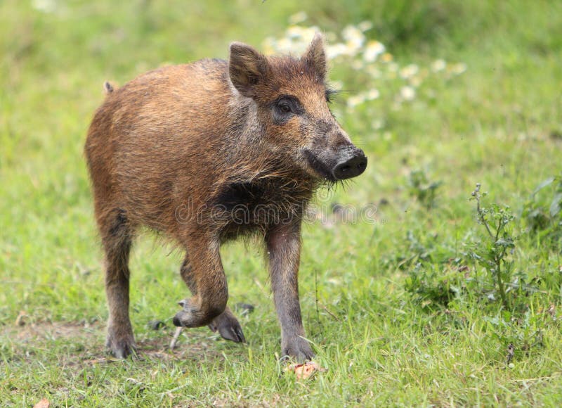 Single Juvenile Wild Boar in a Forest during Summer Period Stock Image ...