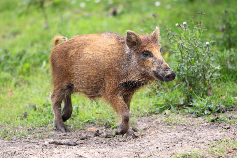 Single Juvenile Wild Boar in a Forest during Summer Period Stock Photo ...