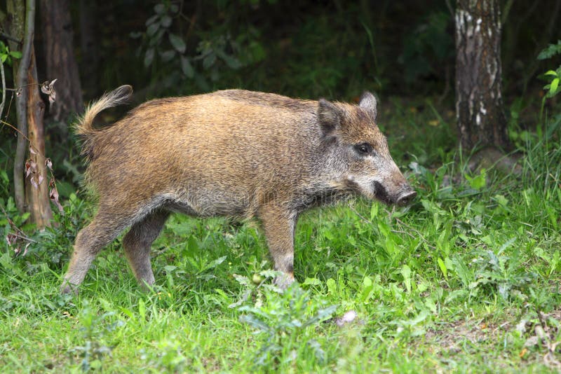 Single Juvenile Wild Boar in a Forest during Summer Period Stock Image ...