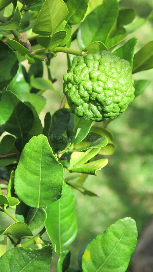 Single Kaffir Lime on tree stock photo. Image of control - 24636242