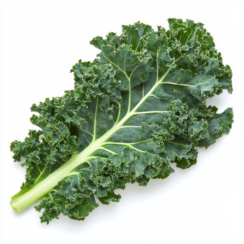 Fresh Kale Leaf on a White Background Showcasing Vibrant Green Color ...