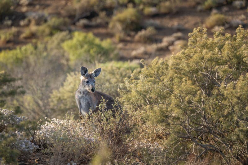 Single Kangaroo in the Field Full of Green Trees. Stock Image - Image ...