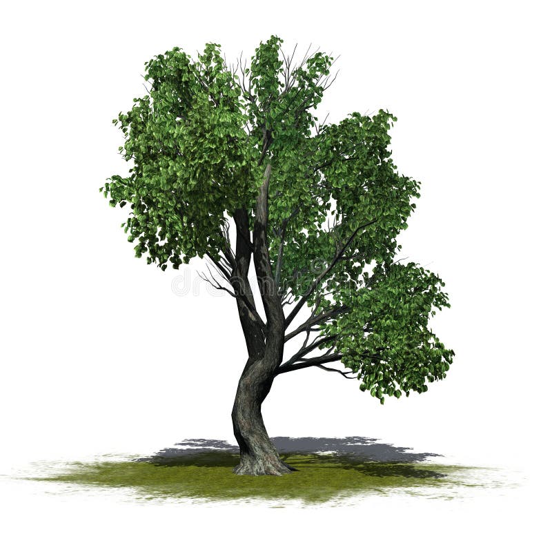 Katsura Tree Stock Illustrations – 32 Katsura Tree Stock Illustrations ...