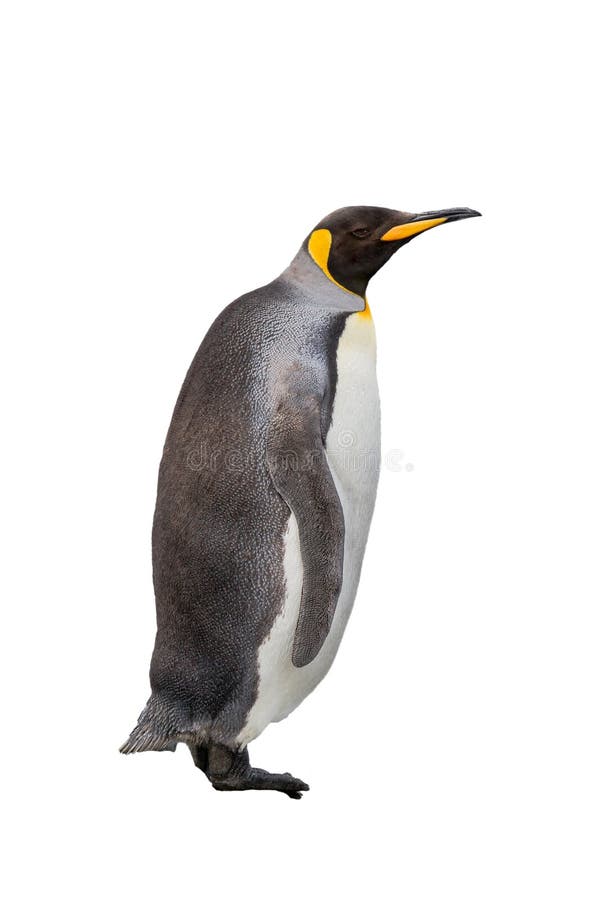 Single King Penguin Isolated on White Background Stock Photo - Image of ...
