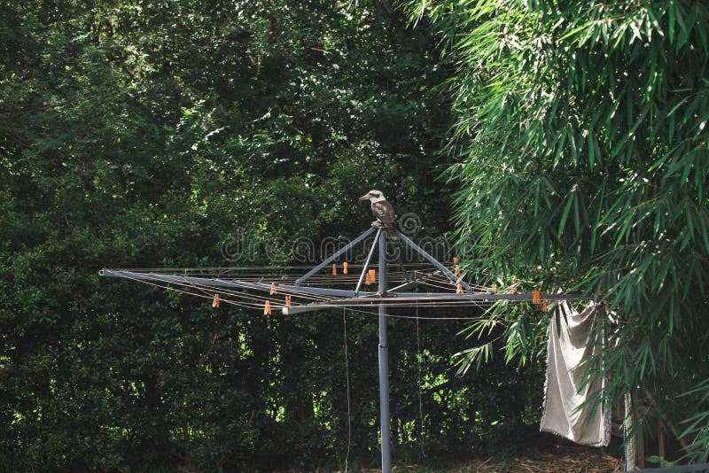 Single Kookaburra Sitting on Clothes Line in Australian Backyard Stock ...