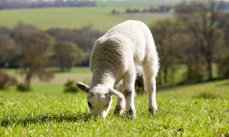 Single lamb eating grass stock photo. Image of eating - 30860194