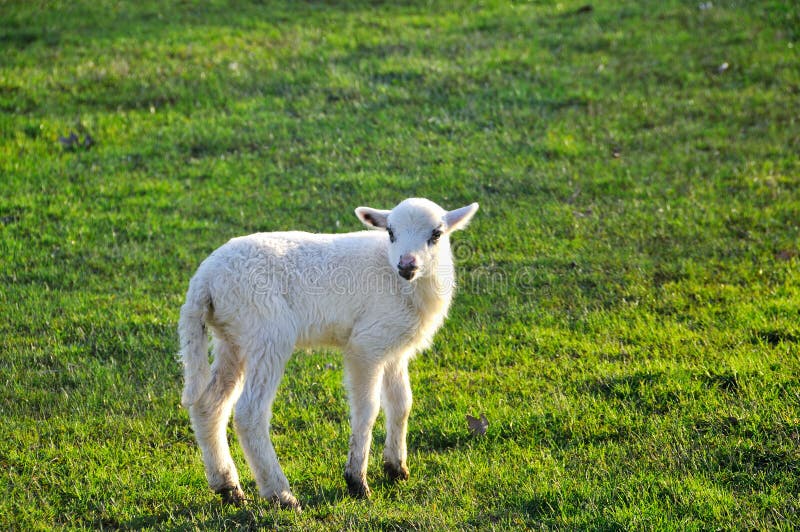 Single lamb on the meadow stock photo. Image of livestock - 39870620