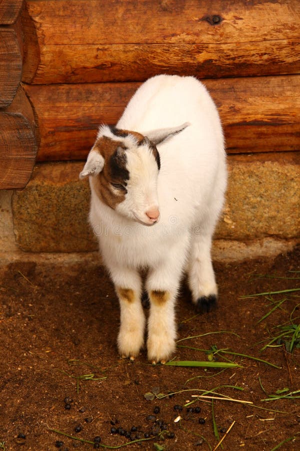 Single lamb stock photo. Image of wall, farm, sheep, straw - 35565944