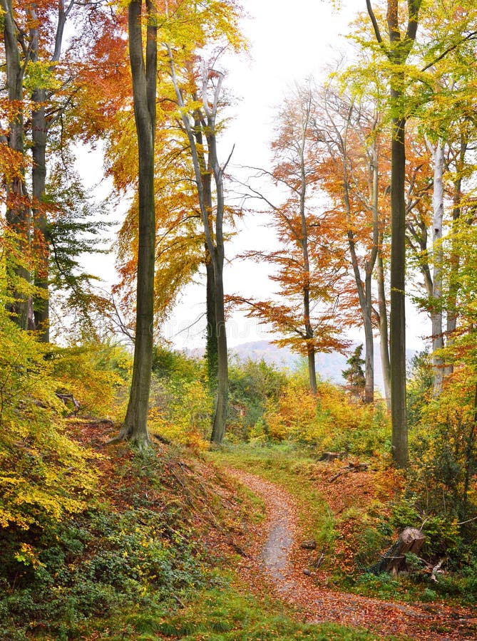 Single Lane Road in an Autumn Forest Stock Image - Image of scenics ...