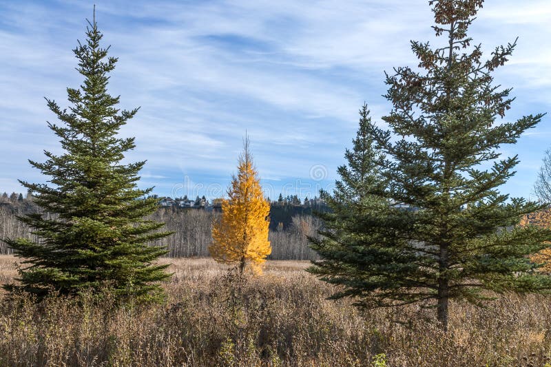 Single Larch Tree in Fall Color Frmaed with Green Spruce Trees Stock ...