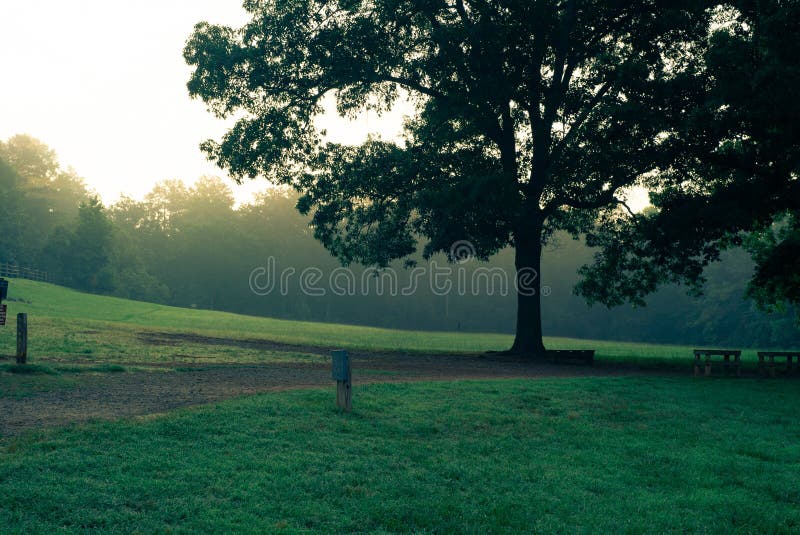Single Large Beautiful Tree in a Park Next To Wooden Tables and Benches ...