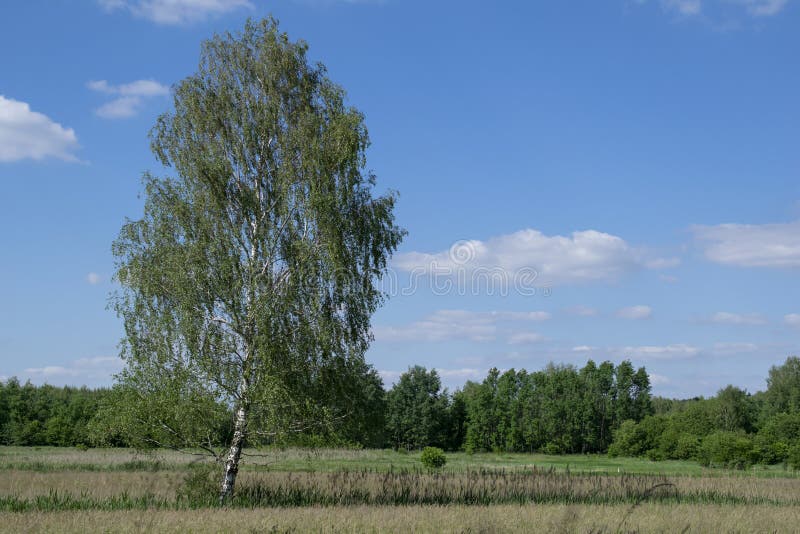Single Large Birch Growing in Meadows Stock Image - Image of season ...