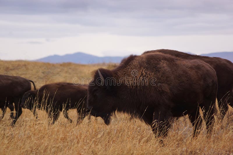 Bison in Profile with Friends Stock Image - Image of wildlife ...