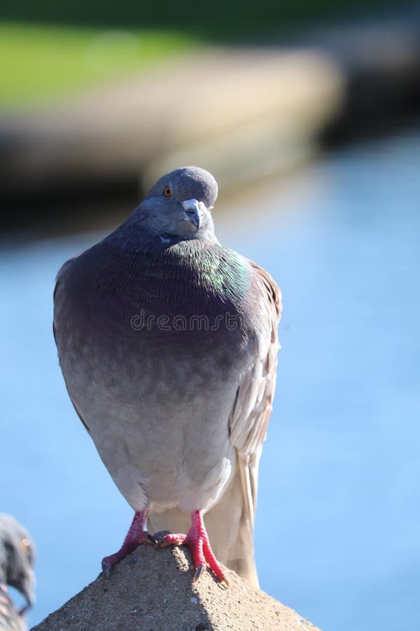 Pigeon Smiling for the Camera in the Sun Stock Image - Image of post ...
