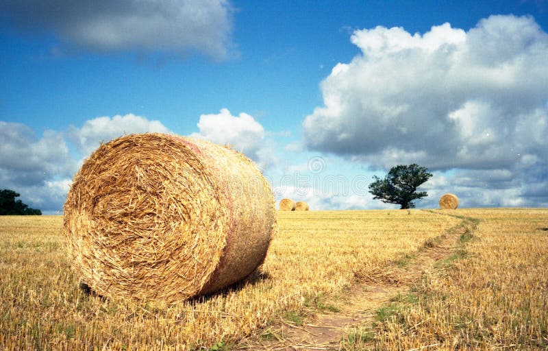 Single, Large Hay Roll Standing in a Dry Field with a Single Tree in ...