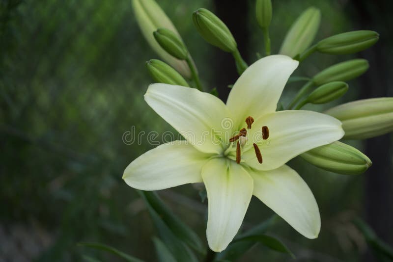 Single Large Lily Flower. a Flower with Large Petals Stock Image ...