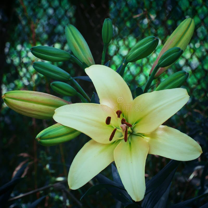 Single Large Lily Flower. a Flower with Large Petals Stock Image ...