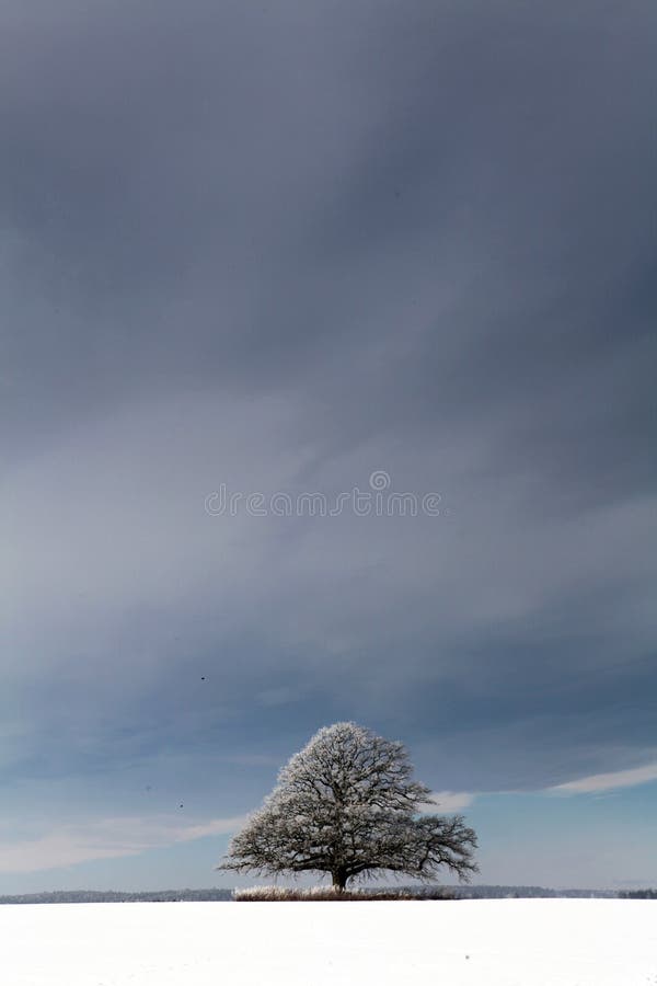 Big oak tree stock photo. Image of cold, individual, chief - 4054626