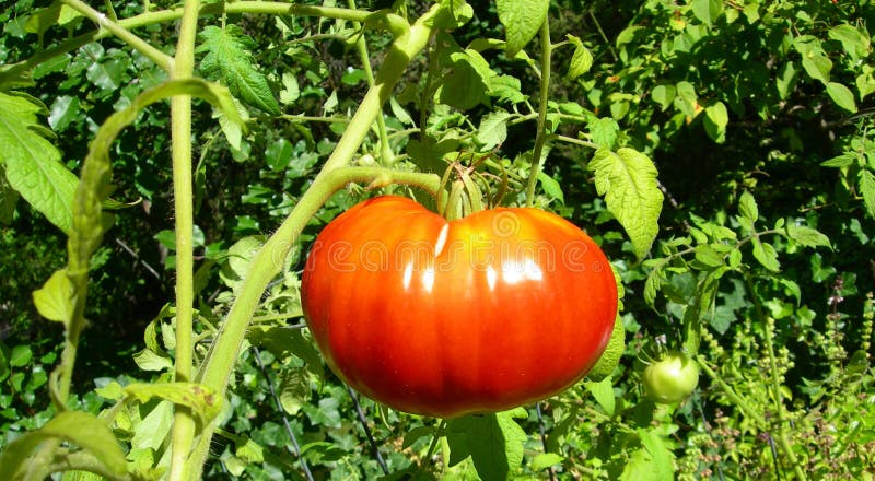 Ripe red tomato stock image. Image of leaf, pick, organic - 99015297