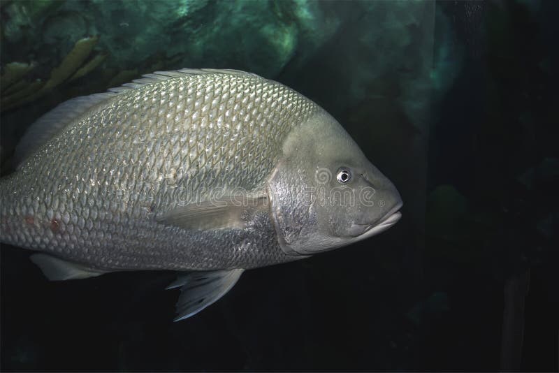 A Single Large Scaly Oceanic Fish in an Aquarium Stock Photo - Image of ...