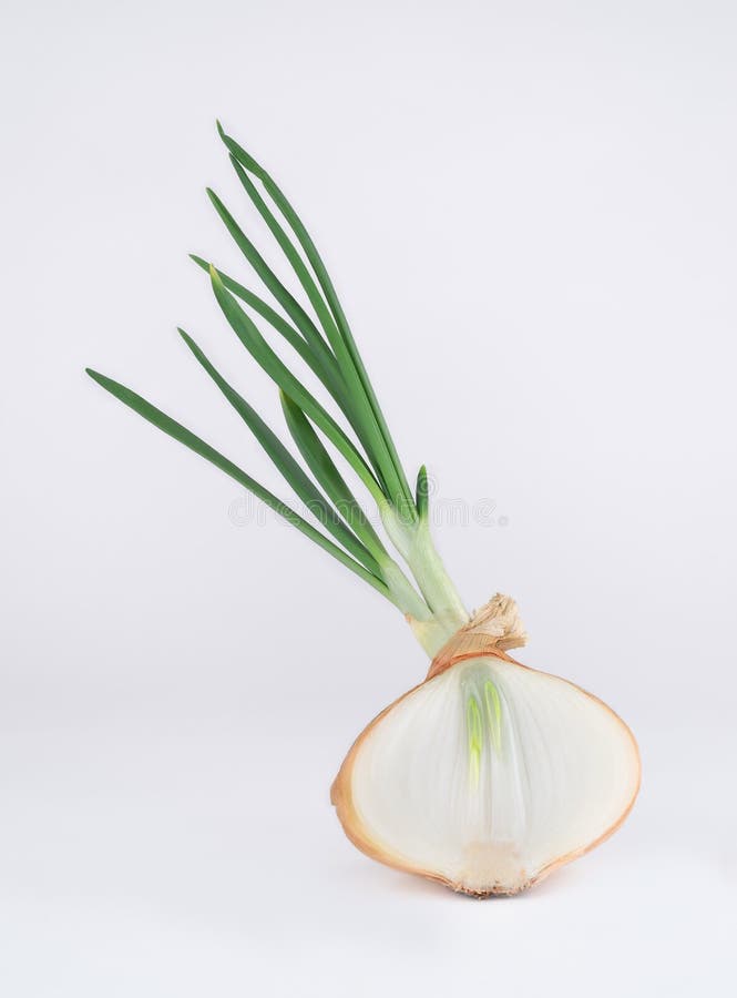 1,054 Bulb Sprouting Stock Photos - Free & Royalty-Free Stock Photos ...
