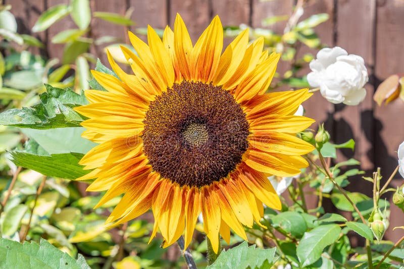 Single Large Sunflower Bloom Stock Photo - Image of summer, background ...