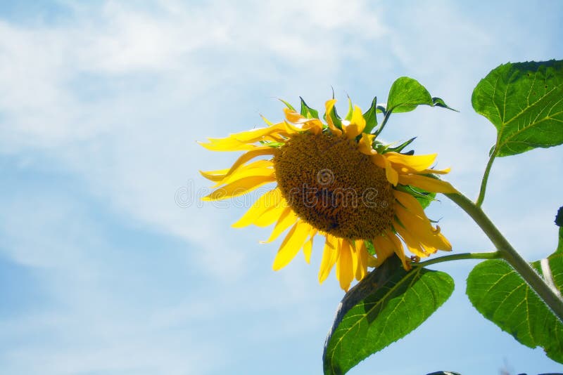 A Single Large Sunflower with Large Green Leaves Against a Blue Sky ...