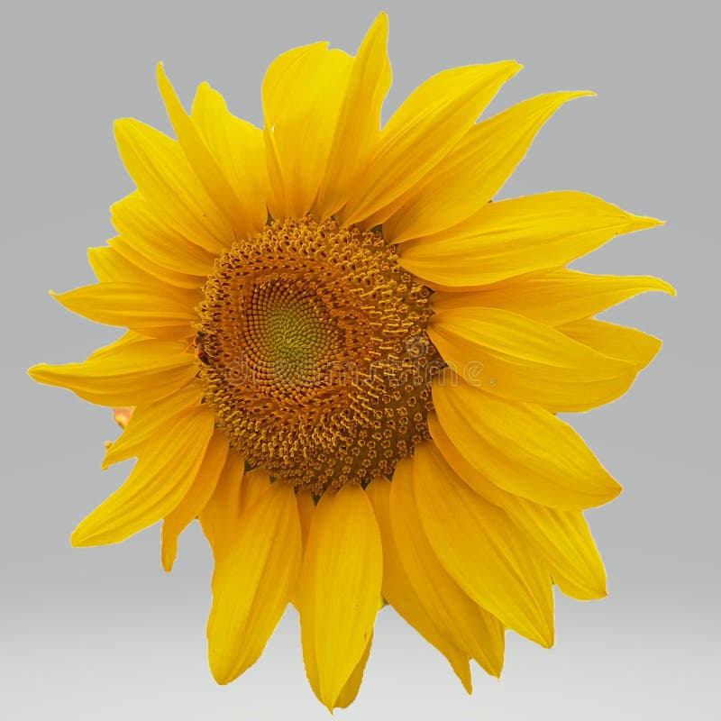 3,928 Sunflower Transparent Photos - Free & Royalty-Free Stock Photos ...