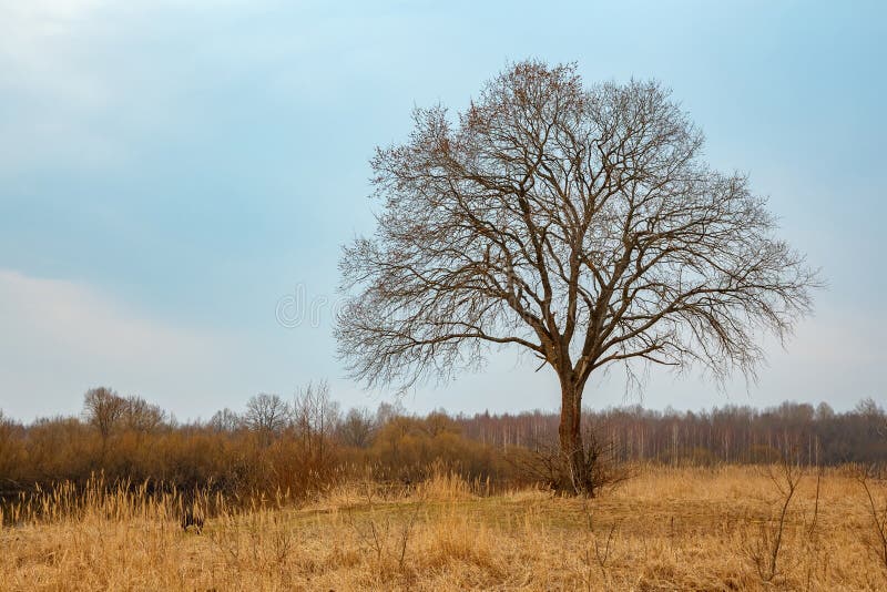 Single Large Tree without Leaves Stock Image - Image of nature, bark ...