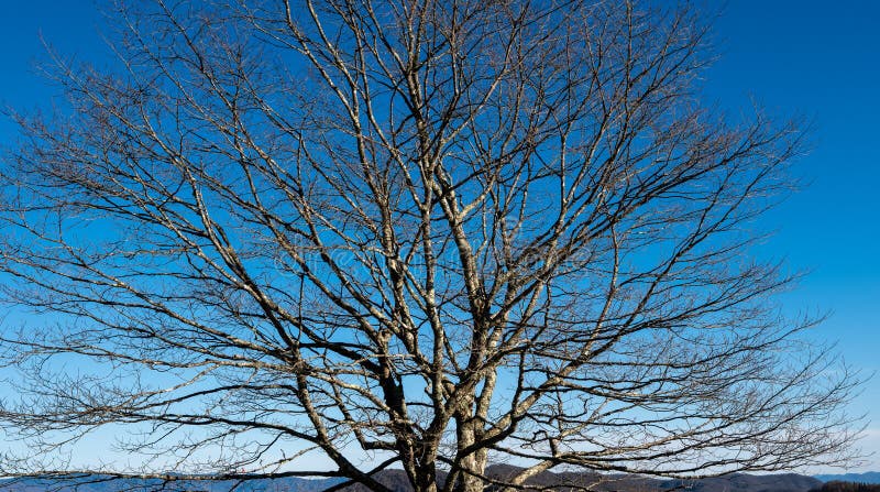 A Single Large Tree with Many Branches and No Leaves Stock Image ...