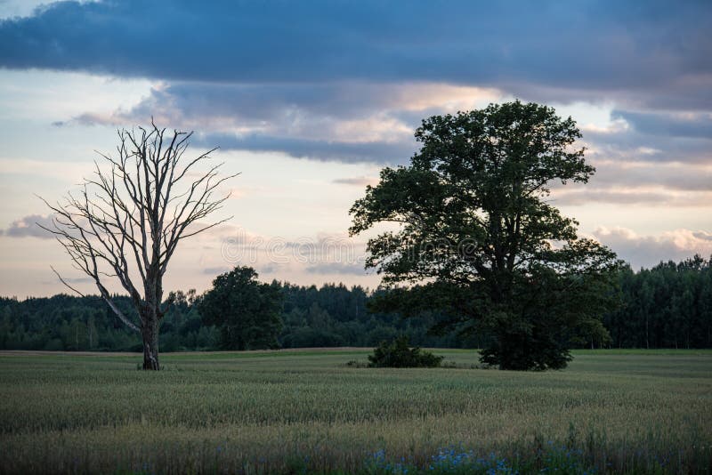 Single Large Tree in the Middle of Green Meadow Pasture Stock Image ...