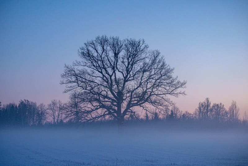 Single Large Tree in the Middle of Green Meadow Pasture Stock Photo ...