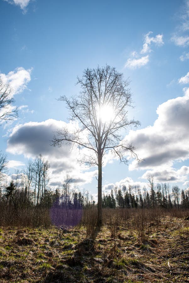 Single Large Tree in the Middle of Green Meadow Pasture Stock Photo ...