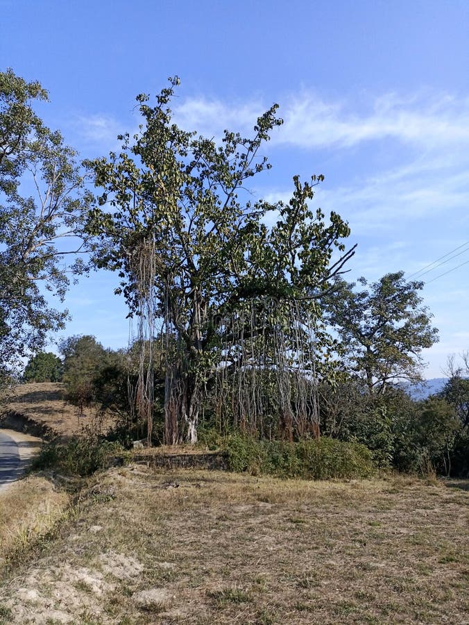 Single Large Tree beside the Road in Hamirpur Himachal Pradesh India ...